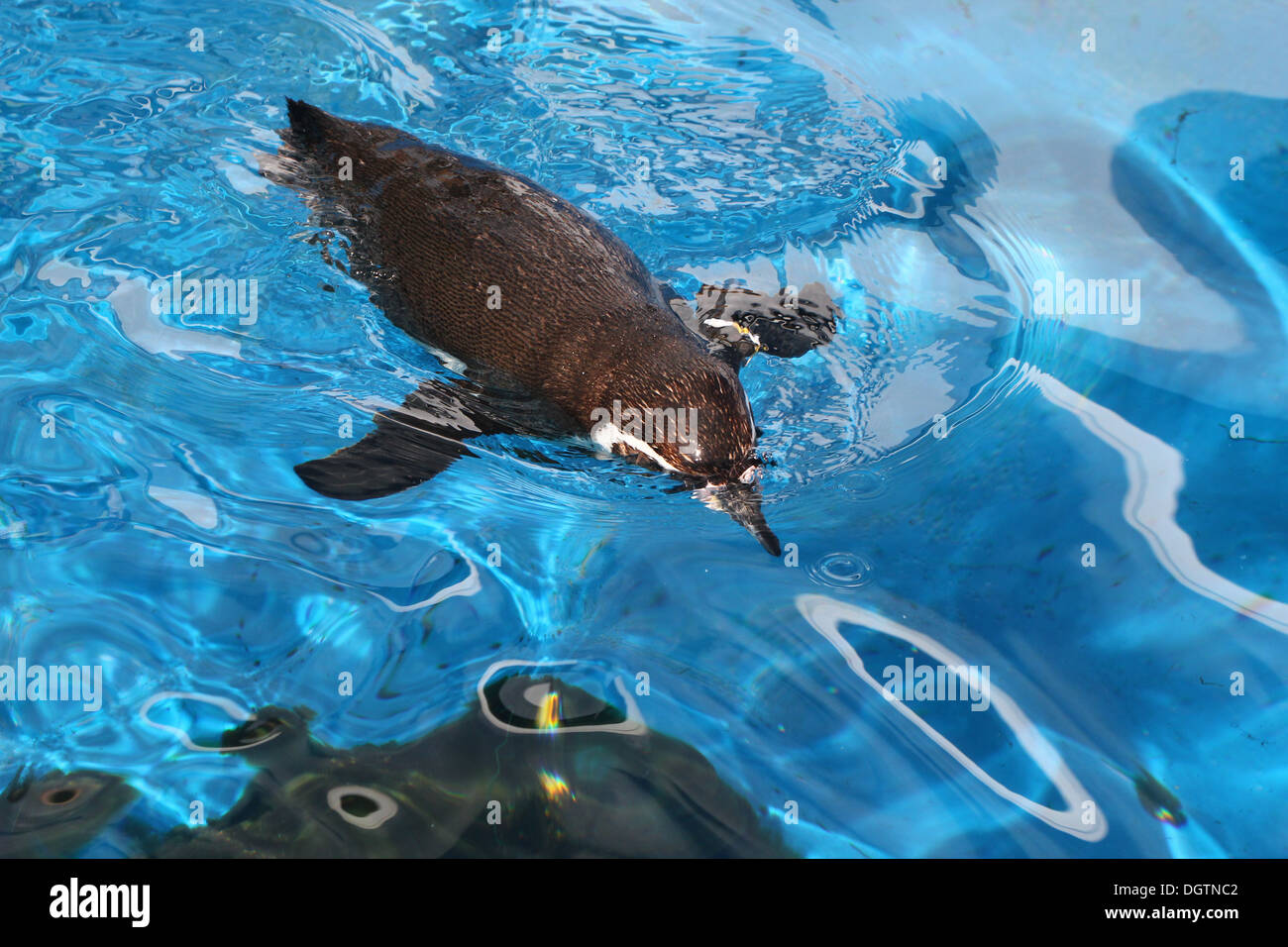 Humboldt or Peruvian Penguin (Spheniscus humboldti) swimming Stock ...