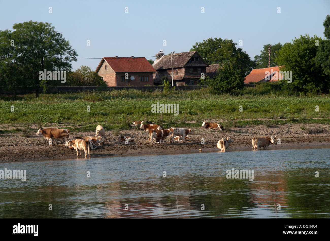Traditional land use still allows cattle to cool down in the Save river ...