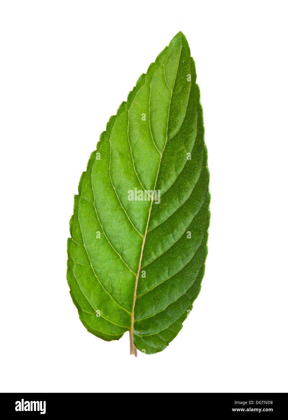 Leaf of mint isolated on white Stock Photo - Alamy