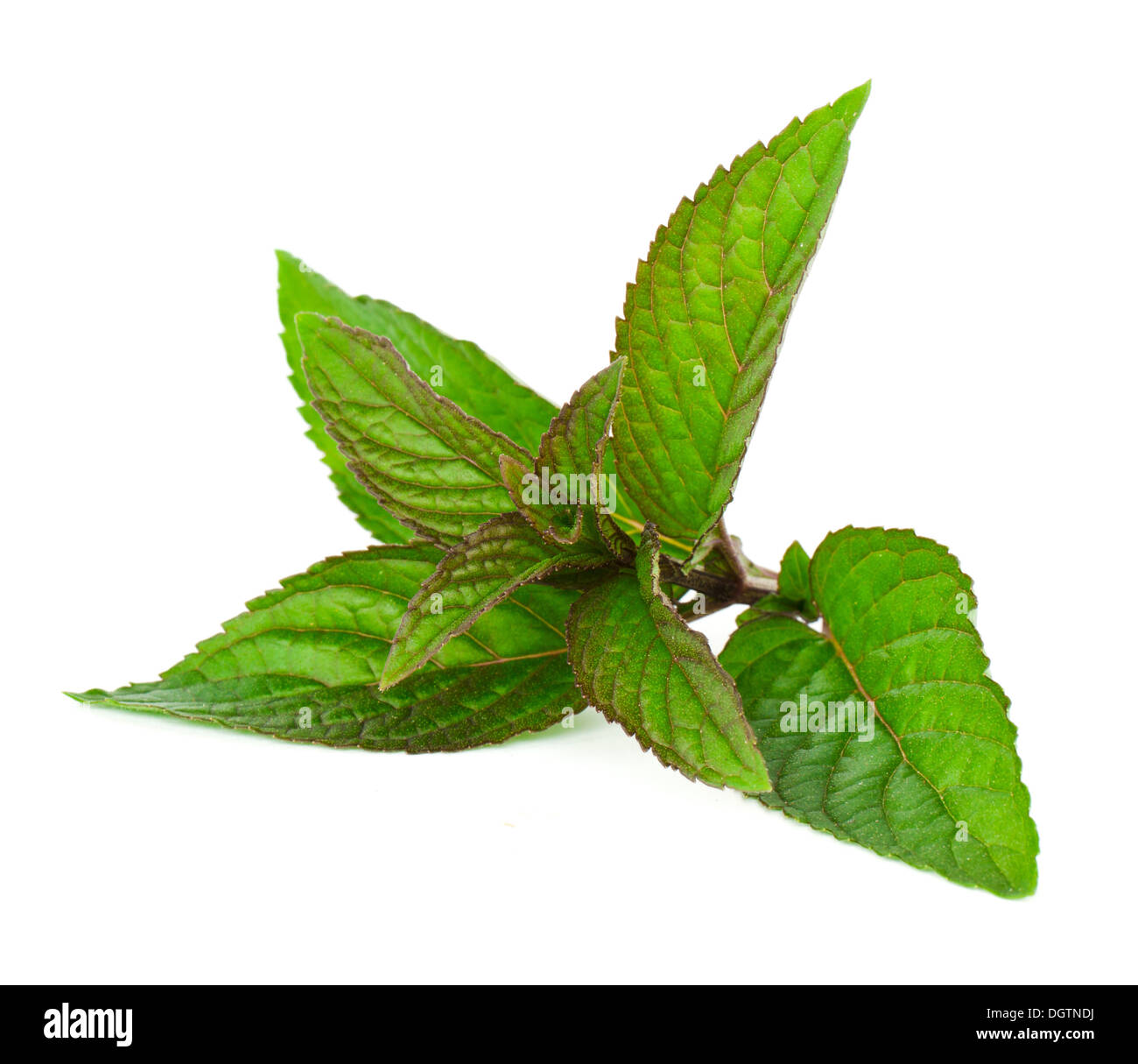 Leaf of mint hi-res stock photography and images - Alamy
