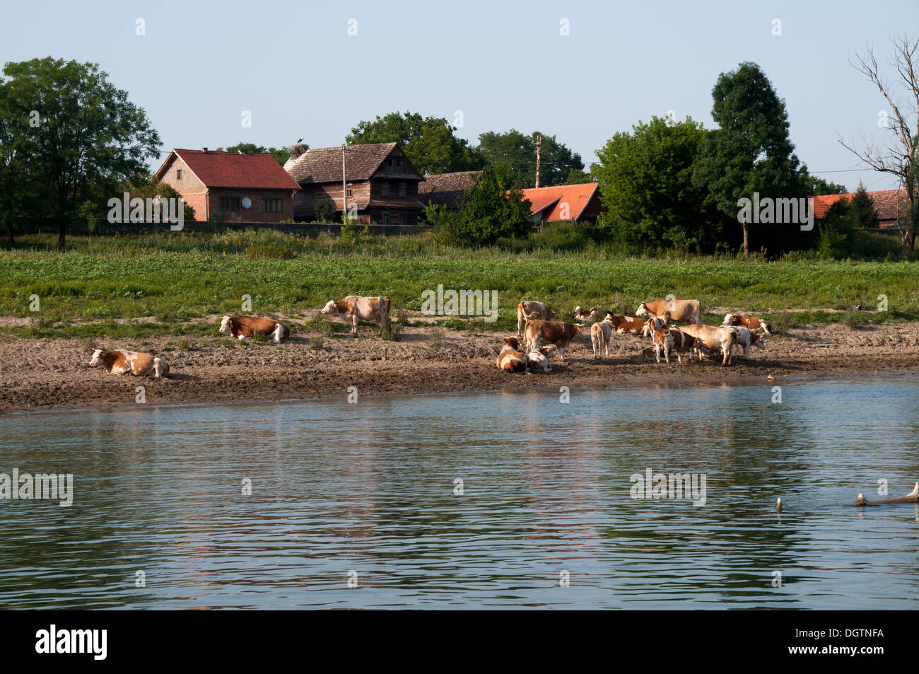 Traditional land use still allows cattle to cool down in the Save river ...