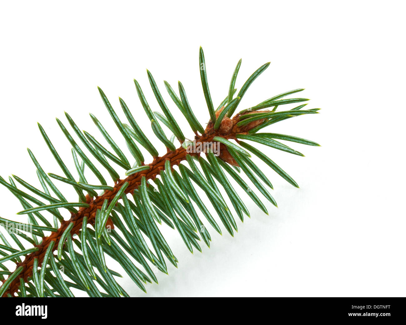 Pine tree branch isolated on white background Stock Photo - Alamy