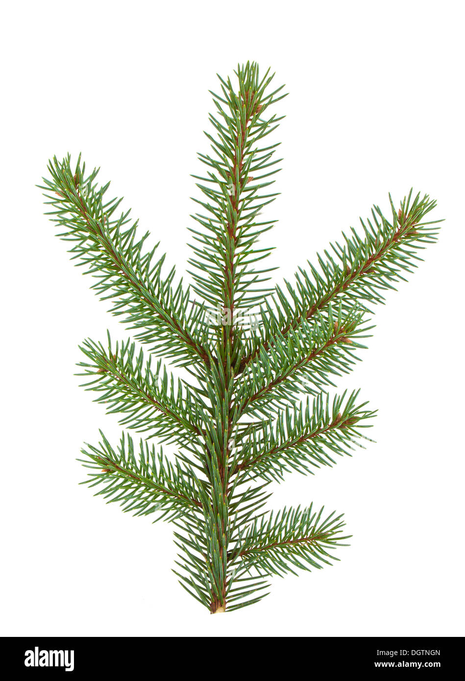 Pine tree branch isolated on white background Stock Photo - Alamy