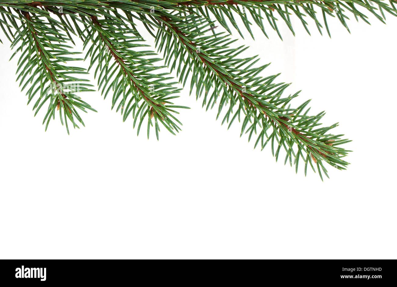 Pine tree branch isolated on white background Stock Photo - Alamy