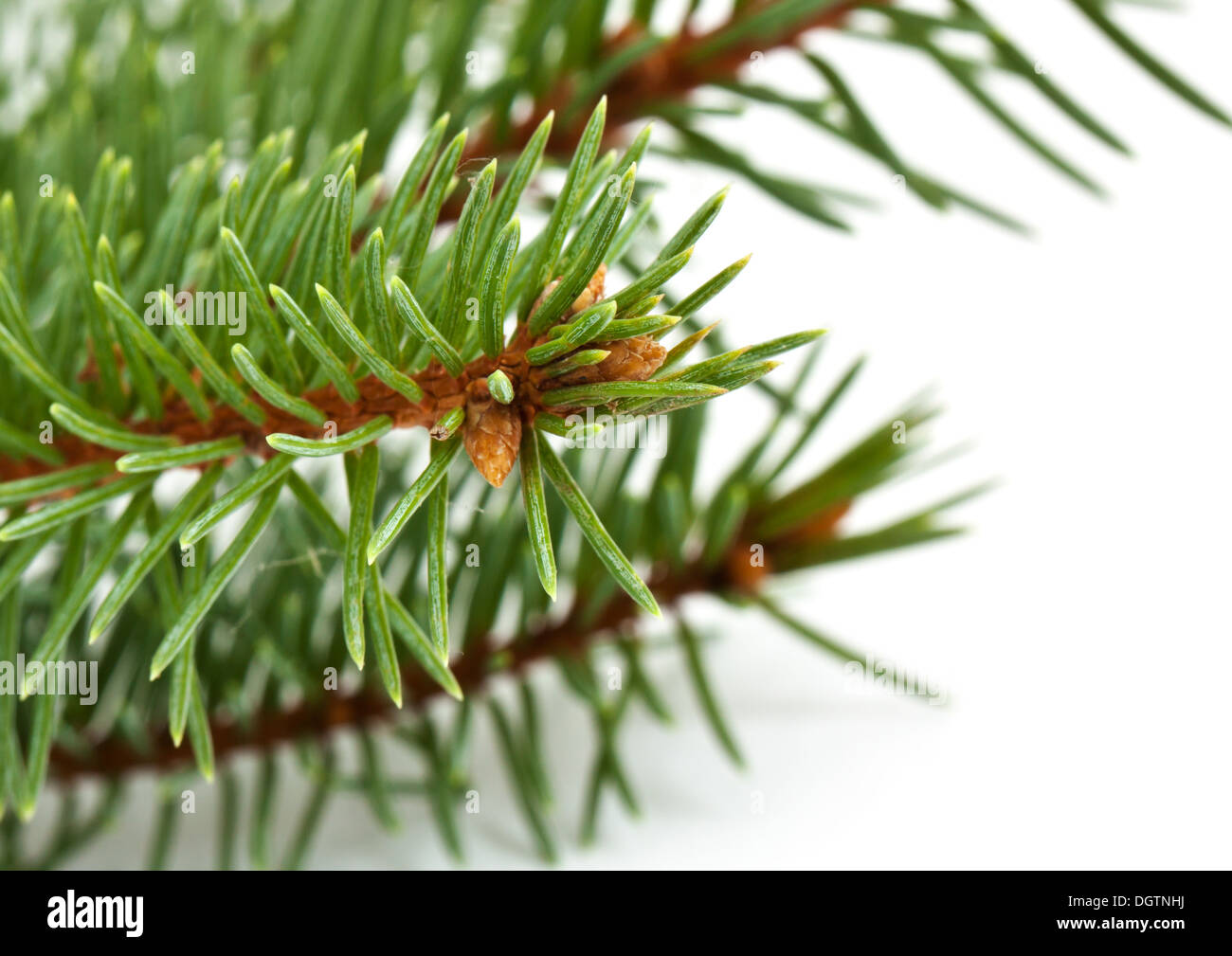 Pine tree branch isolated on white background Stock Photo - Alamy