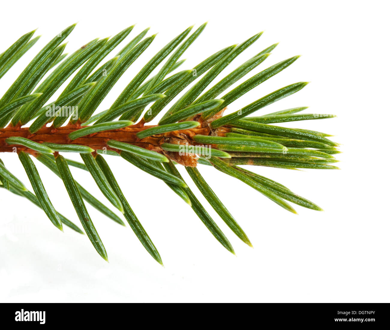 Pine tree branch isolated on white backgrond Stock Photo - Alamy