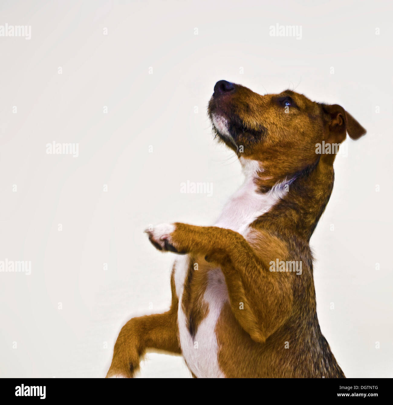 Dog Begging High Resolution Stock Photography and Images - Alamy