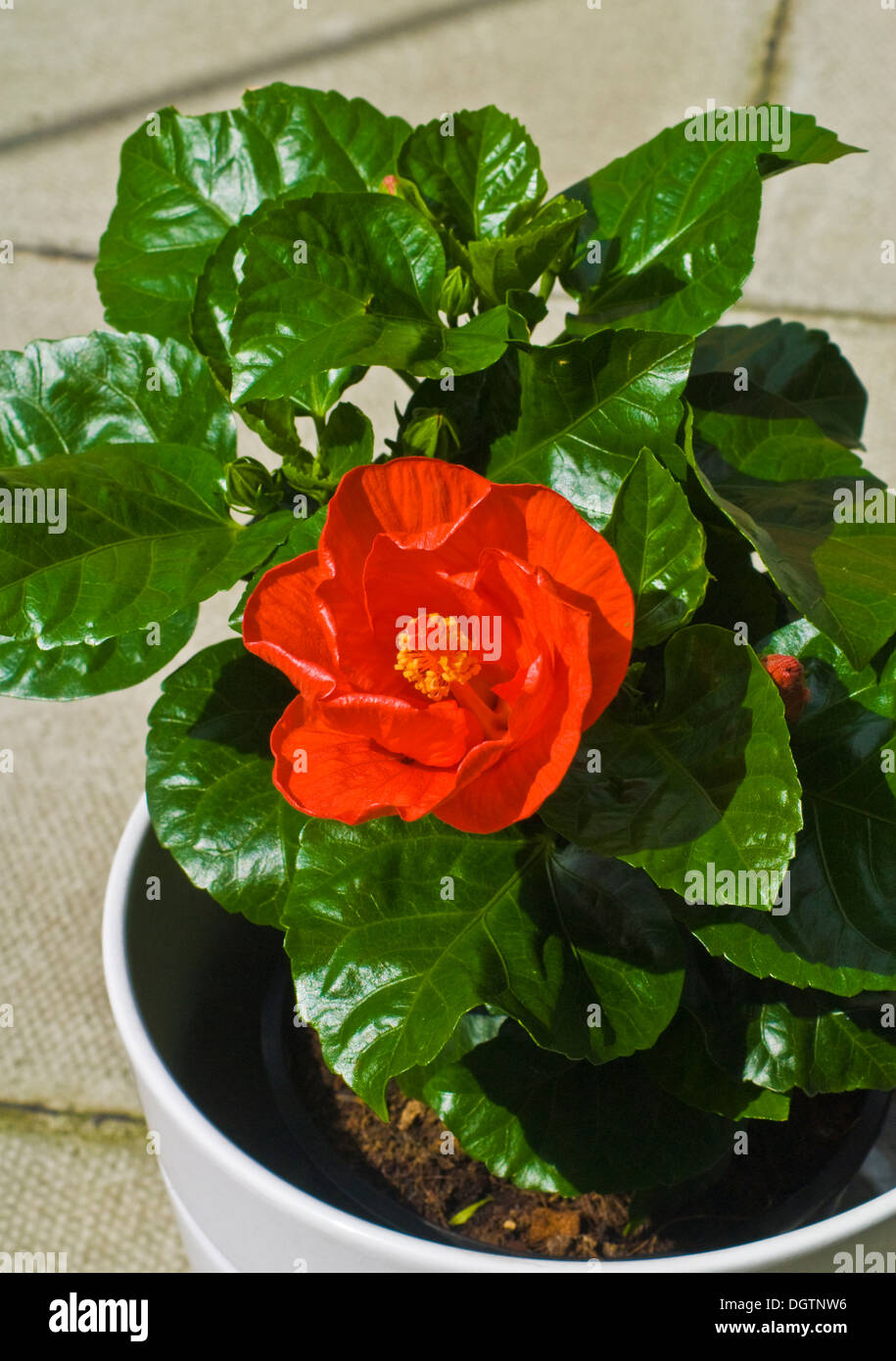 Hibiscus pot hi-res stock photography and images - Alamy