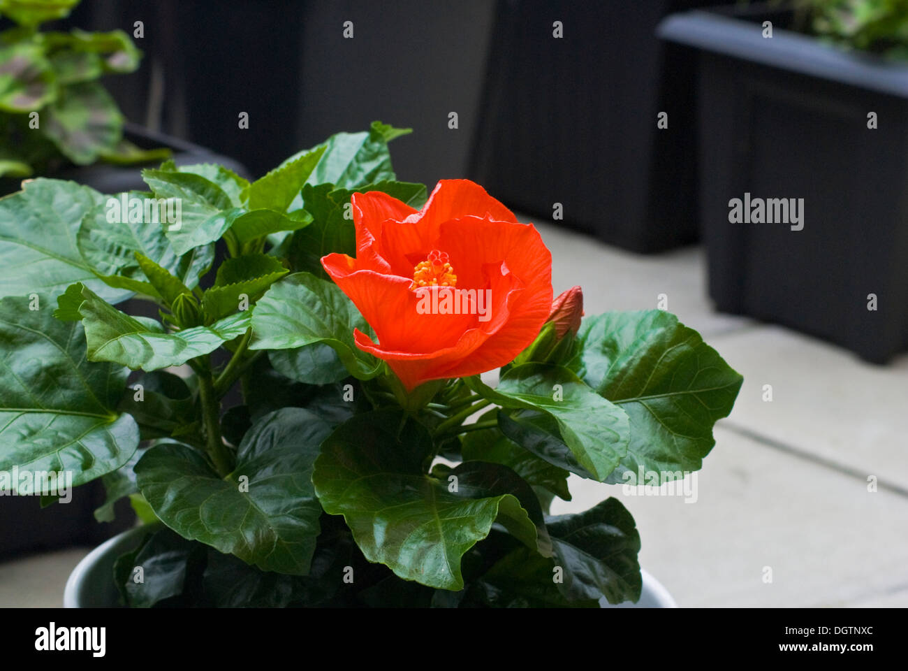 Hibiscus rosa-sinensis,rose mallow, Chinese hibiscus,China rose,shoe ...