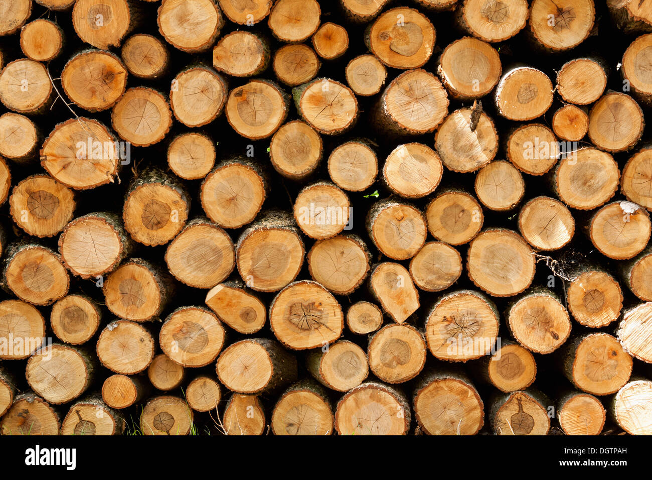 Big pile of wood in a forest road Stock Photo - Alamy