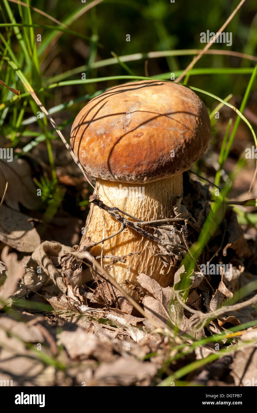 Porcini at the foot of an oak tree Stock Photo - Alamy