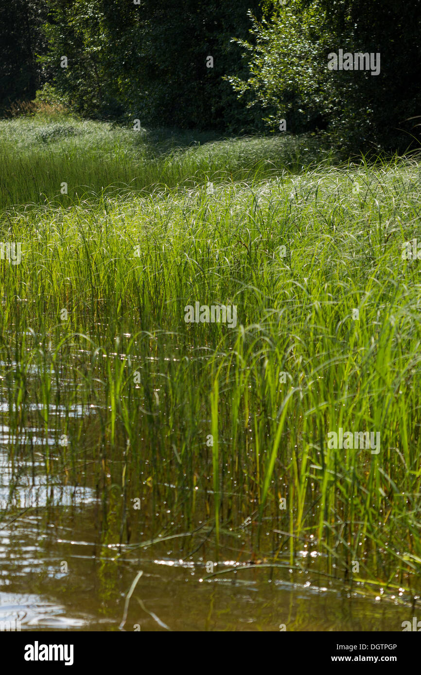 Reed Bed Rushes High Resolution Stock Photography and Images - Alamy