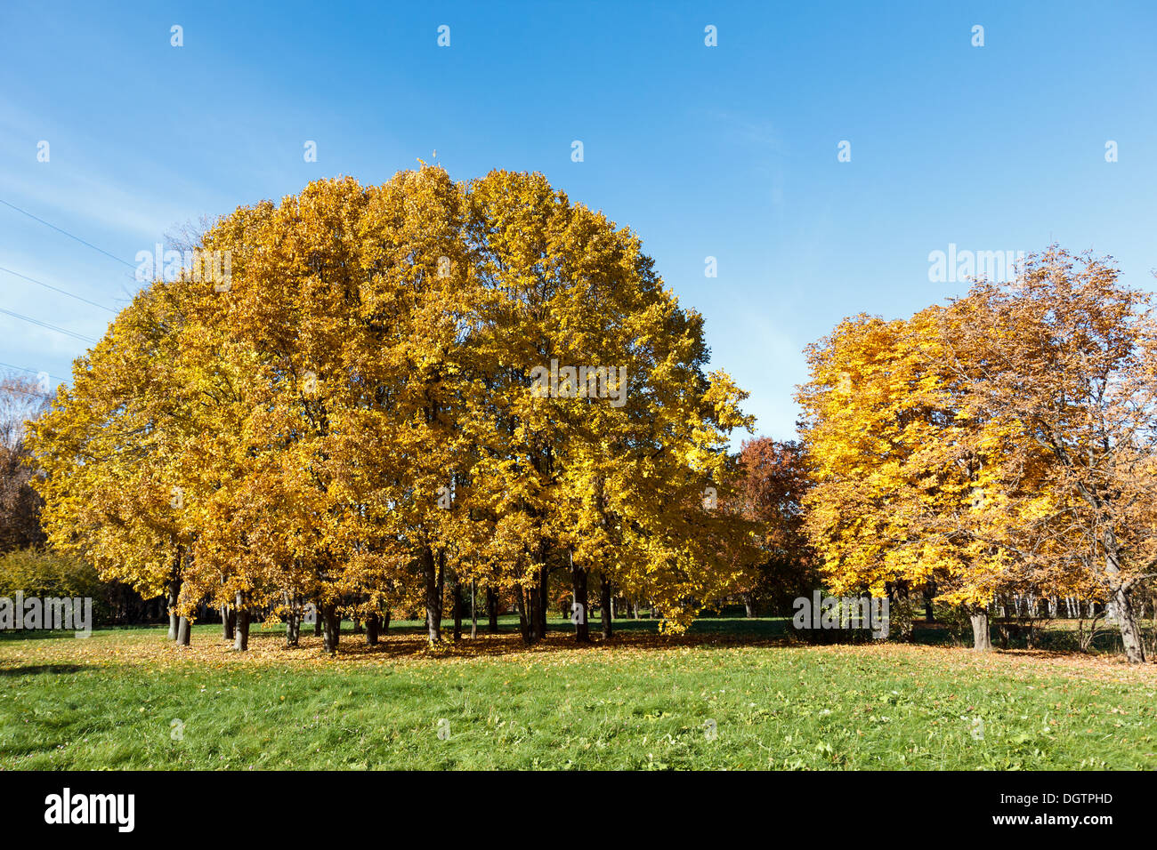 Golden_autumn hi-res stock photography and images - Alamy