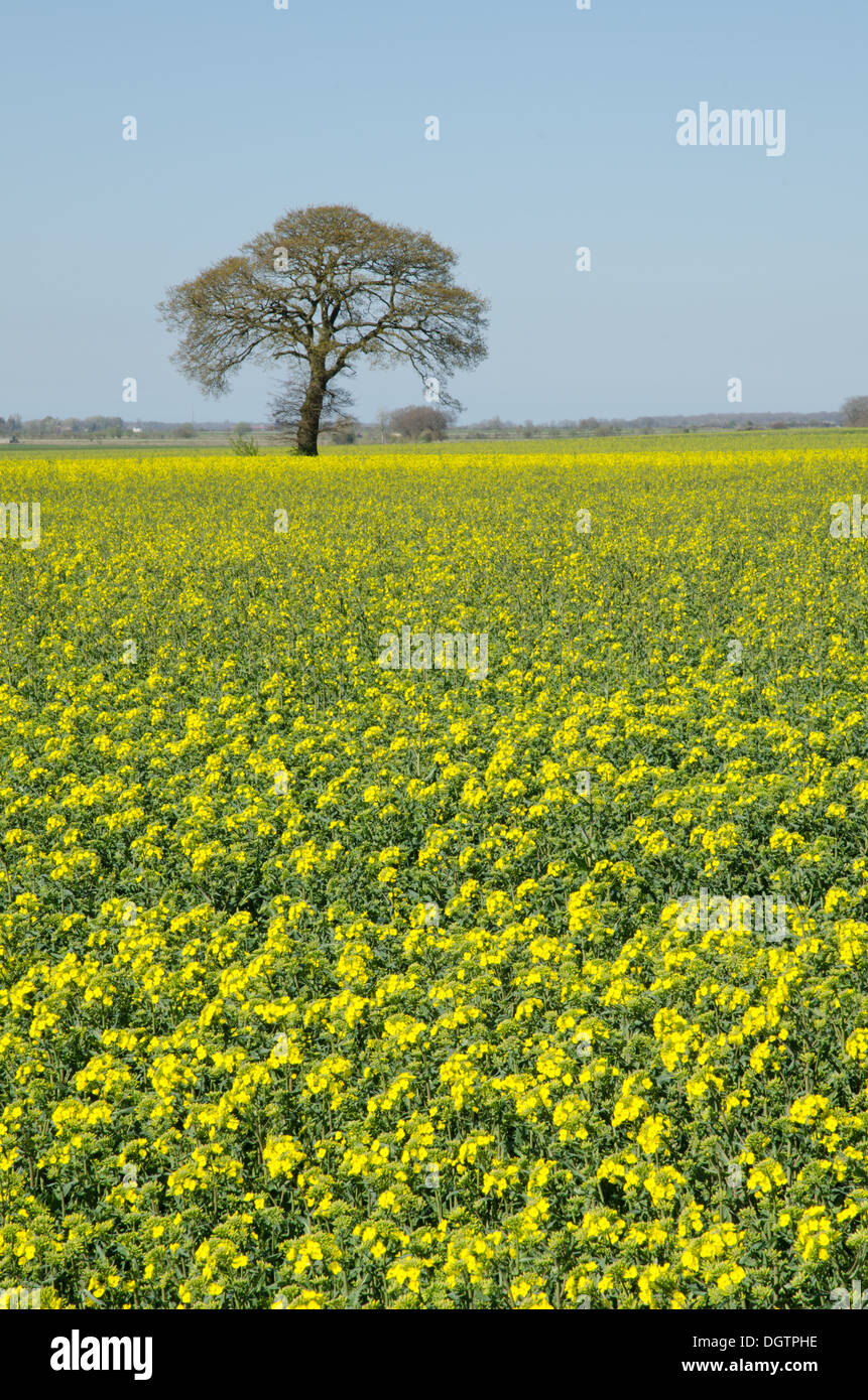 Rapeseed tree hi-res stock photography and images - Alamy