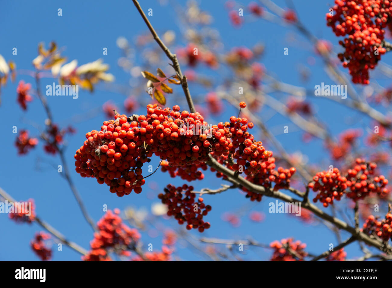 Ashberry High Resolution Stock Photography and Images - Alamy