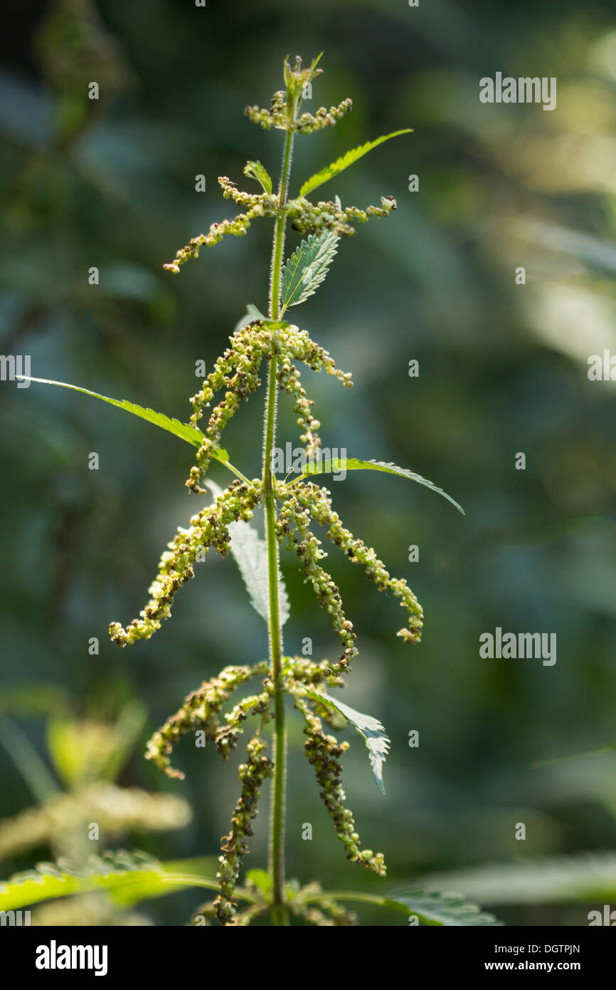 Stinging nettle plant hi-res stock photography and images - Alamy