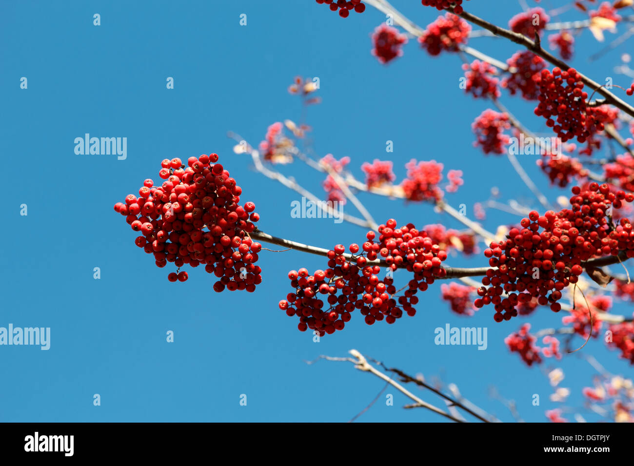 Ashberry Twig High Resolution Stock Photography and Images - Alamy
