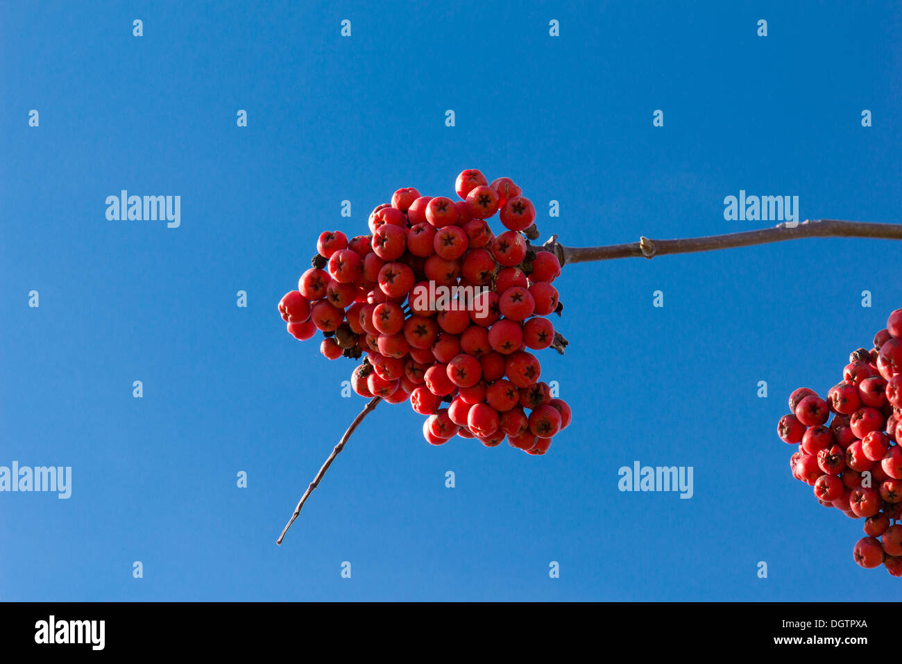 Ashberry with a blue sky background Stock Photo - Alamy