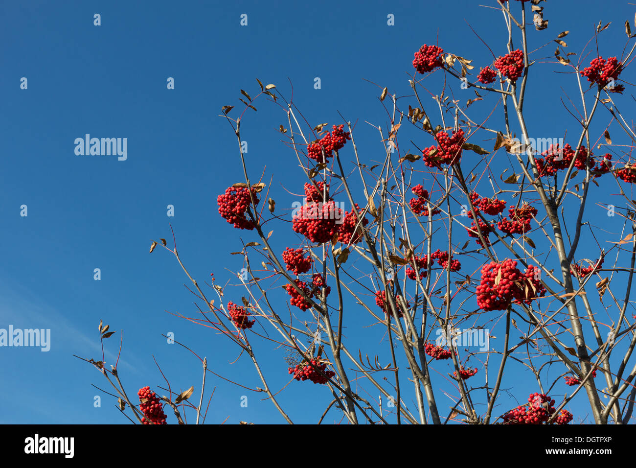 Ashberry tree with a blue sky background Stock Photo - Alamy