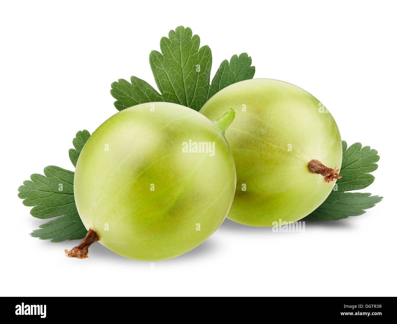 Gooseberry eat hi-res stock photography and images - Alamy