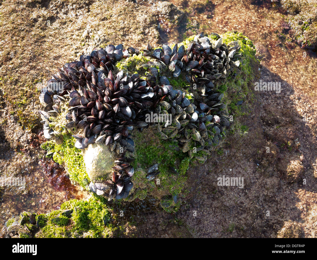 Mollusca hi-res stock photography and images - Alamy