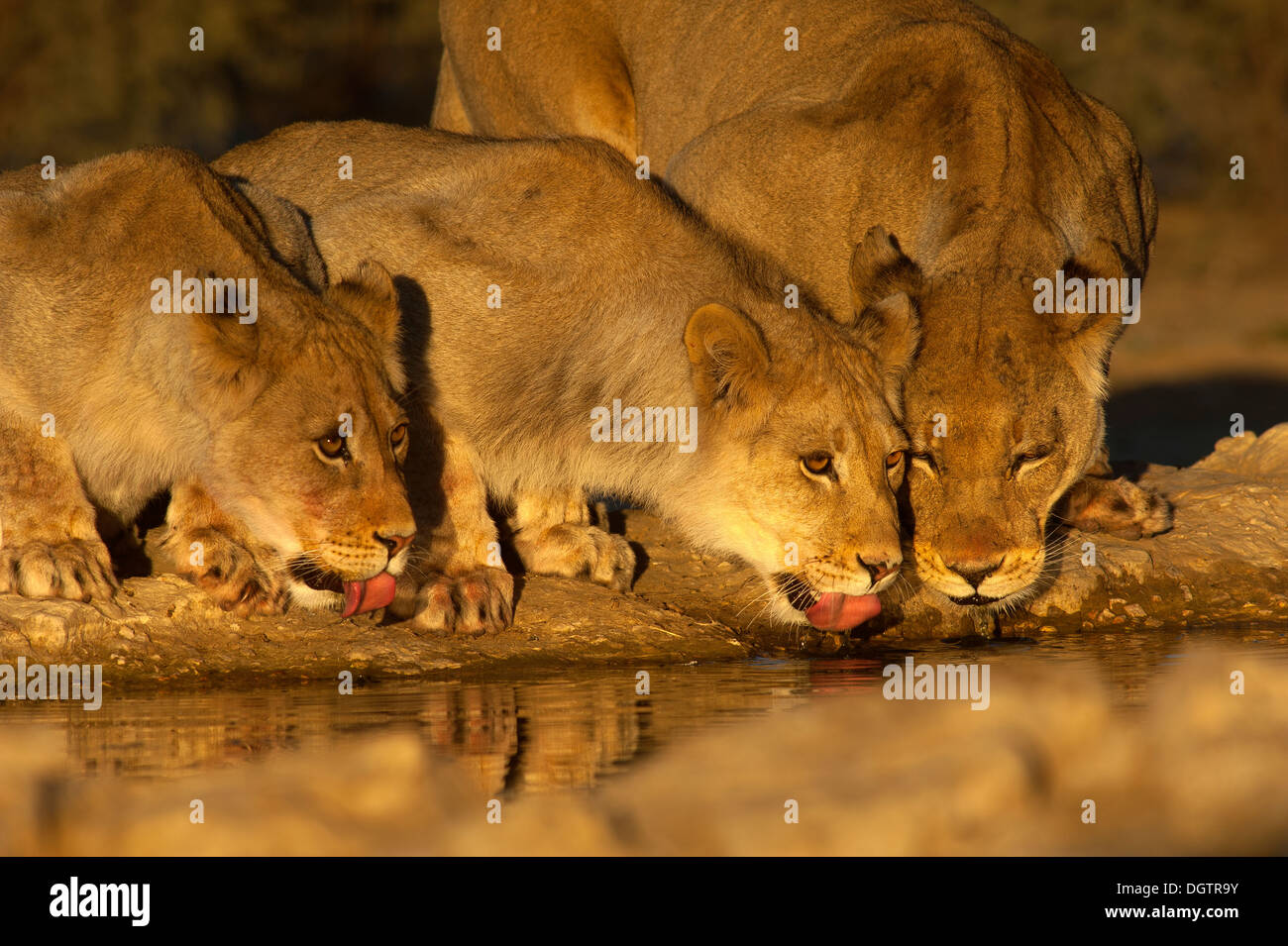 Cubitje quap waterhole hi-res stock photography and images - Alamy