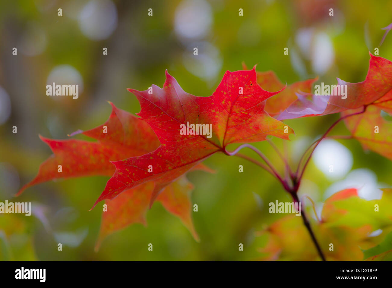 Fall Maple Leaves Stock Photo - Alamy