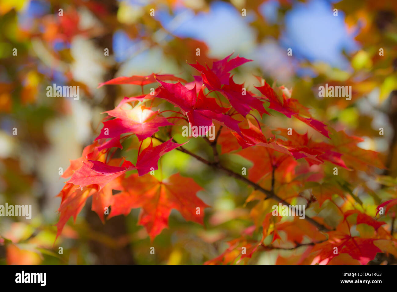 Fall Maple Leaves Stock Photo - Alamy