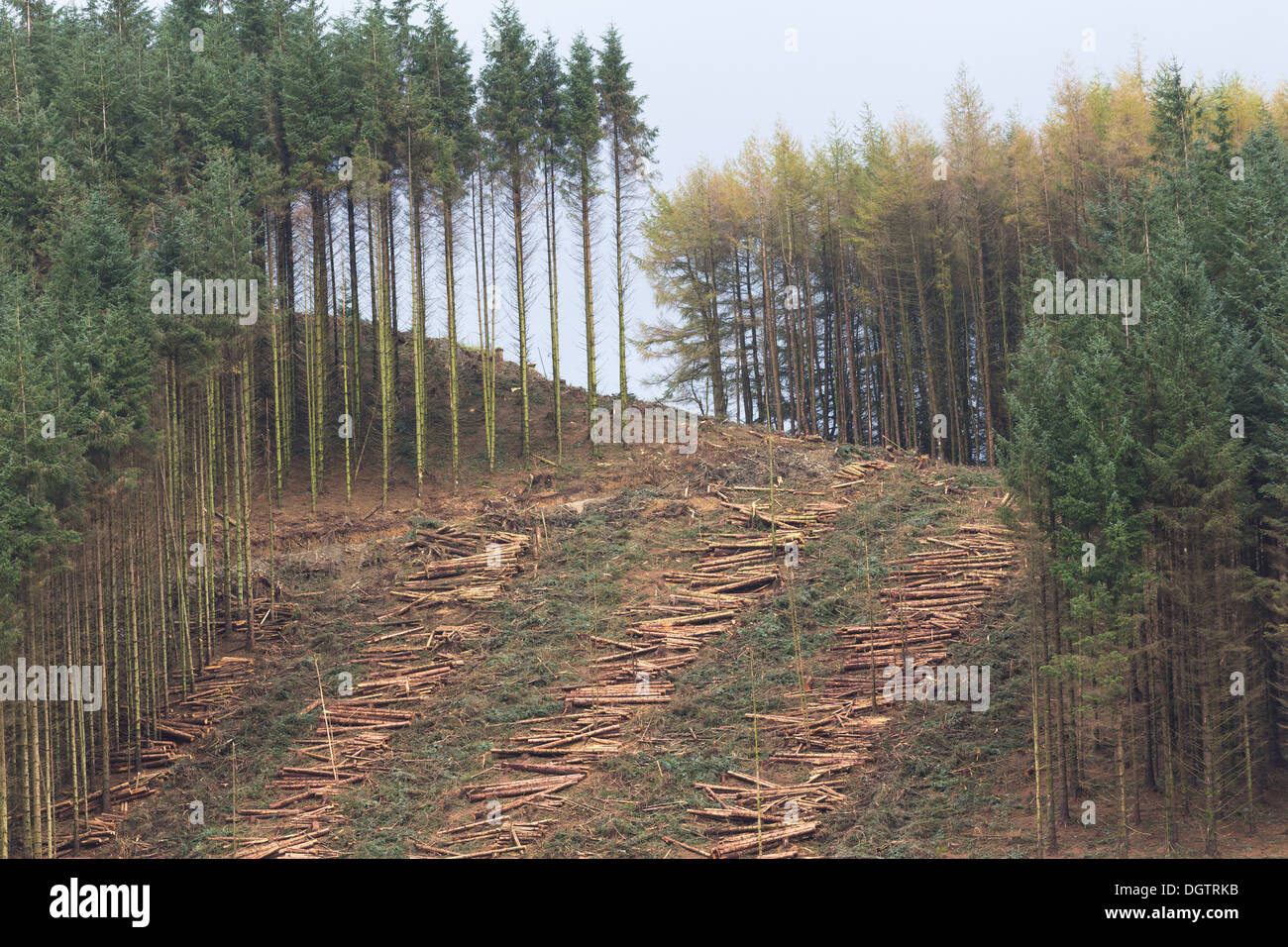 Tree felling operations hi-res stock photography and images - Alamy