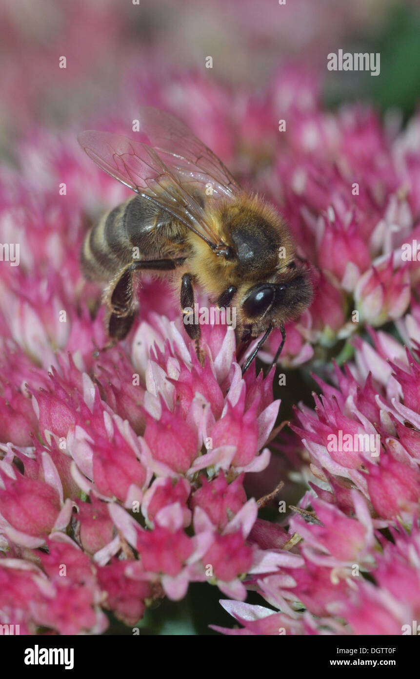Bee foraging for food hi-res stock photography and images - Alamy