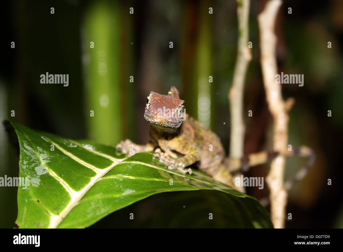A lizard standing on the leaf of a banana tree in the cloud forest in ...