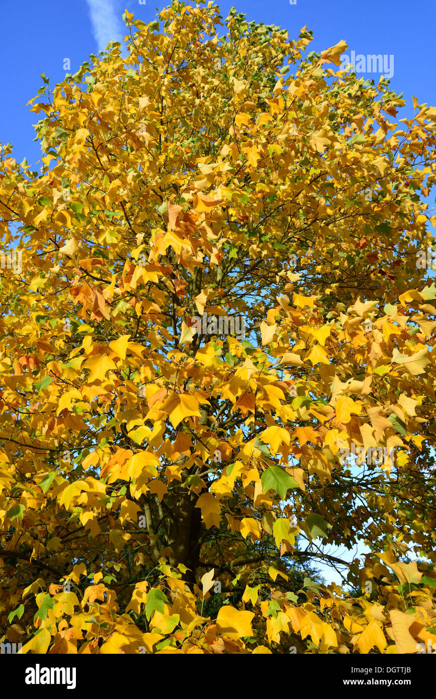 Autumn leaves in churchyard of St Michael's Church, Bray, Berkshire ...