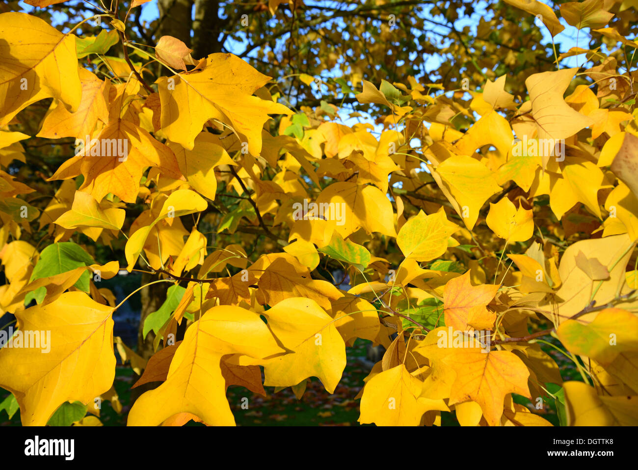 Autumn leaves in churchyard of St Michael's Church, Bray, Berkshire ...