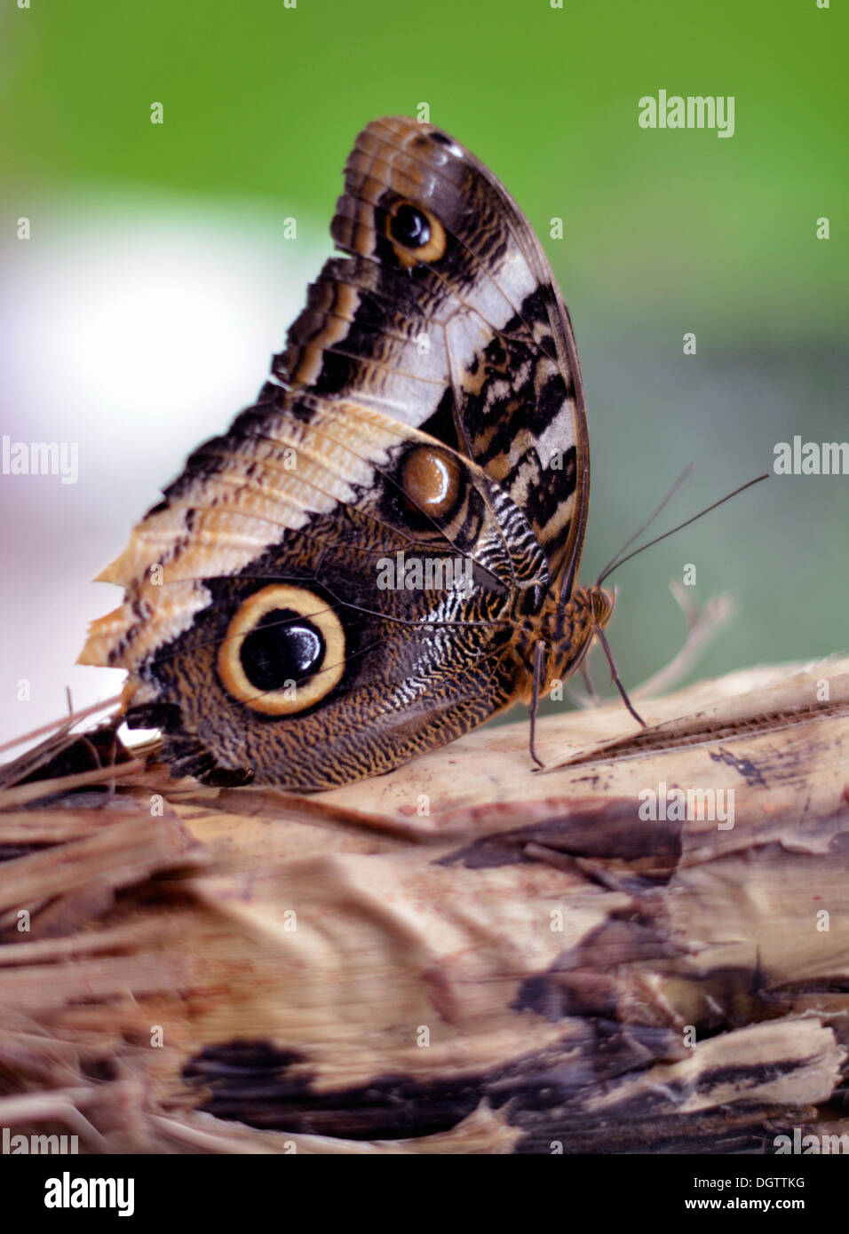 Caligo memnon hi-res stock photography and images - Alamy
