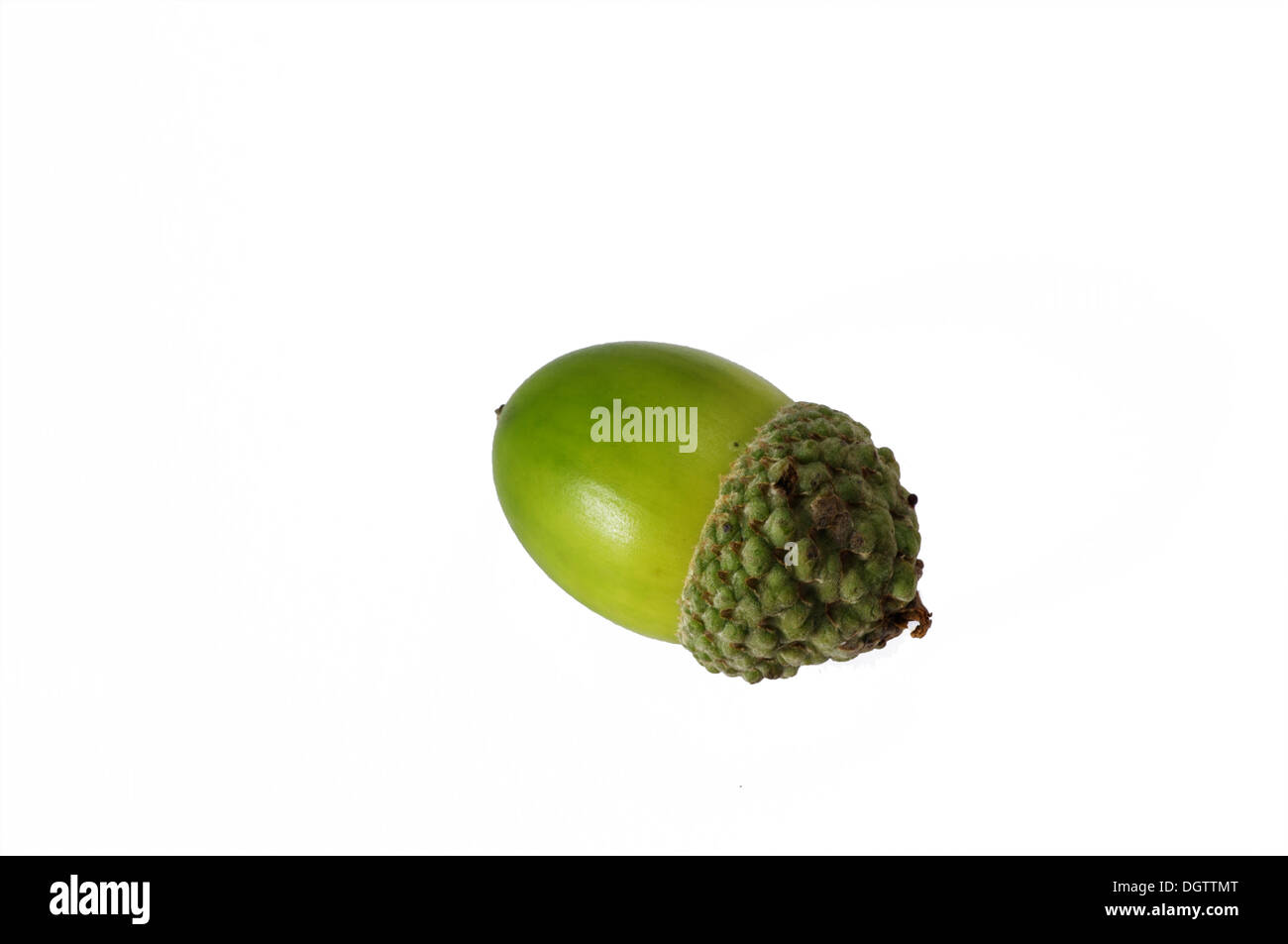 Single green acorn isolated on white background Stock Photo - Alamy