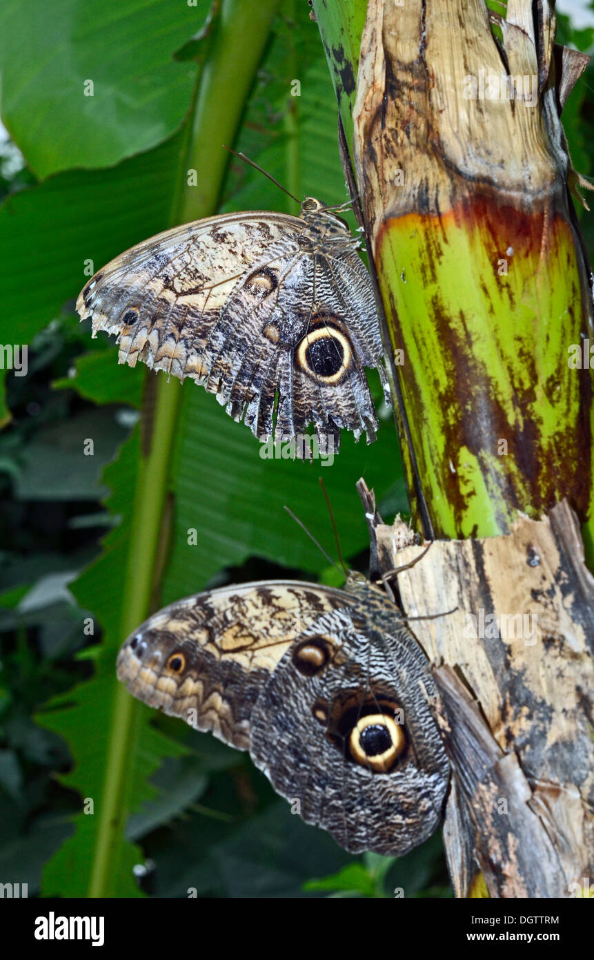 ''owl butterflies'' (caligo memnon Stock Photo - Alamy
