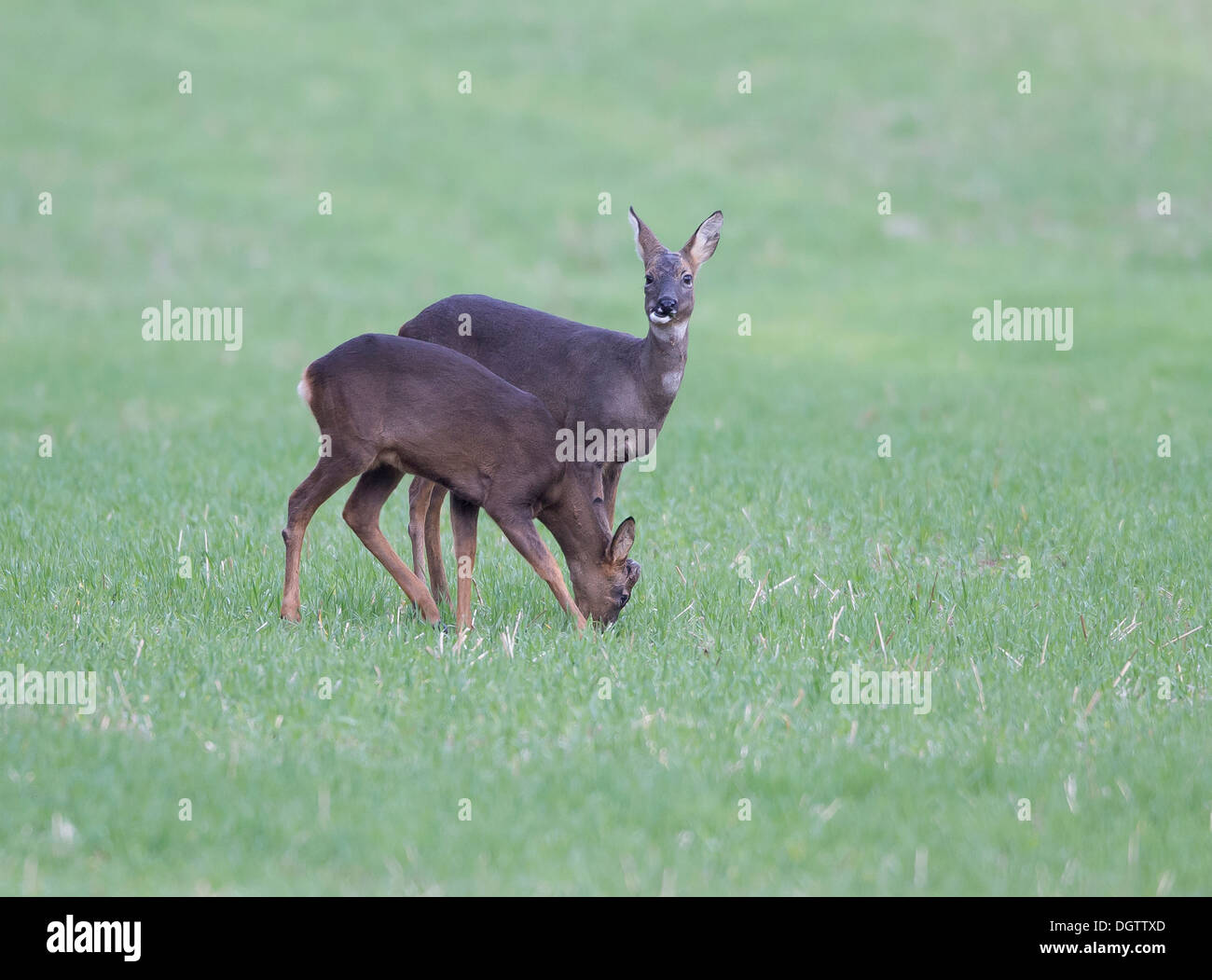 Roe Deer grazing on short crops Stock Photo - Alamy