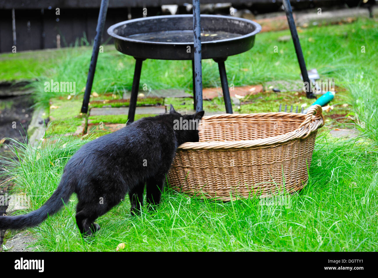 Black cat with barbecue grill Stock Photo - Alamy