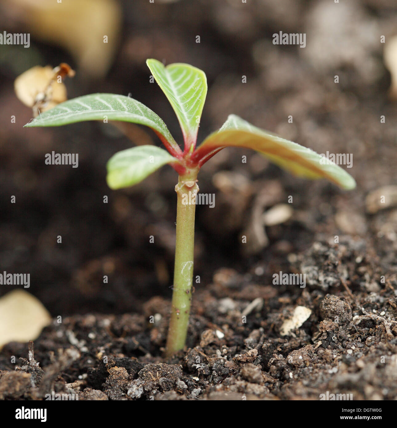little plant is planted in the ground Stock Photo - Alamy