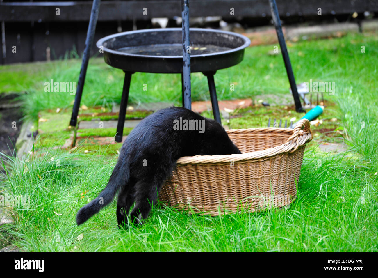Black cat with barbecue grill Stock Photo - Alamy