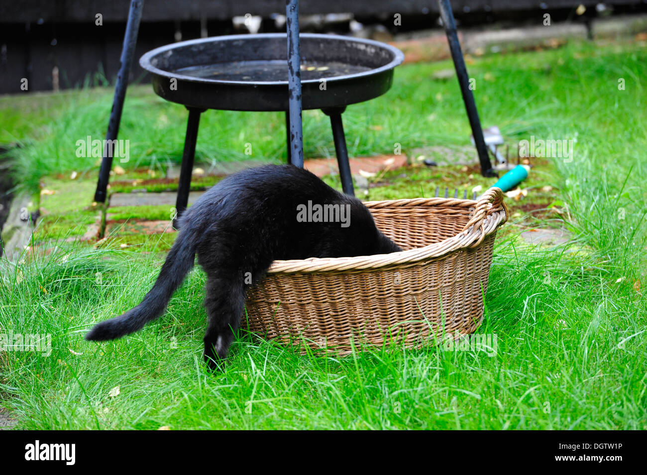 Black cat with barbecue grill Stock Photo - Alamy