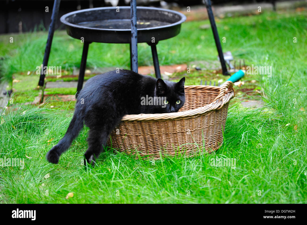 Black cat with barbecue grill Stock Photo - Alamy