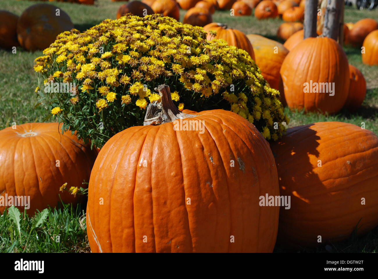 Neighboring tribes hi-res stock photography and images - Alamy