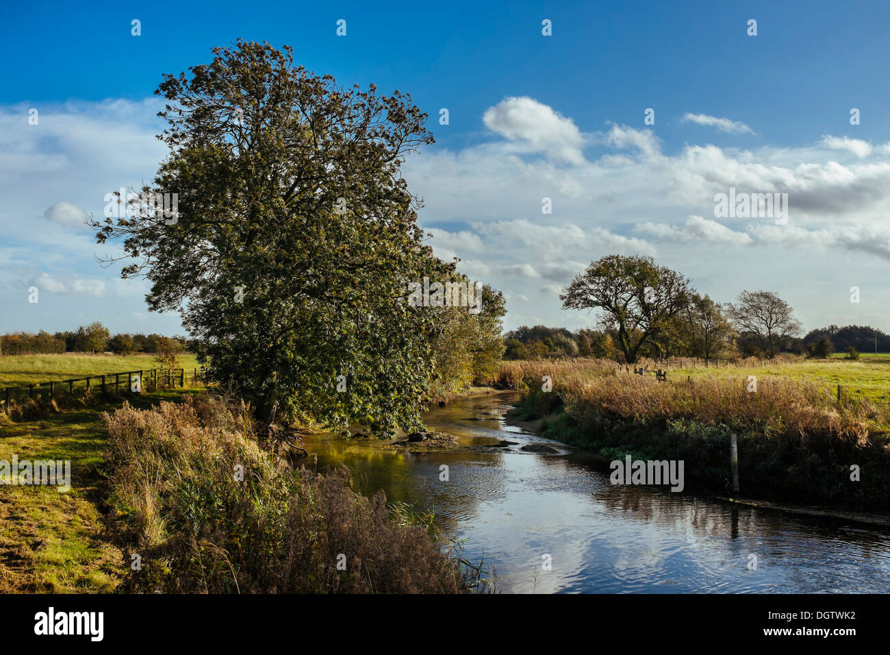 Ash trees in October overhanging Driffield Beck, Wansford. East ...