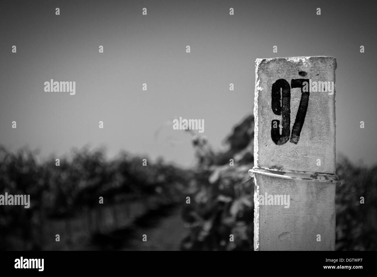 Green summer vineyard countryside Black and White Stock Photos & Images ...