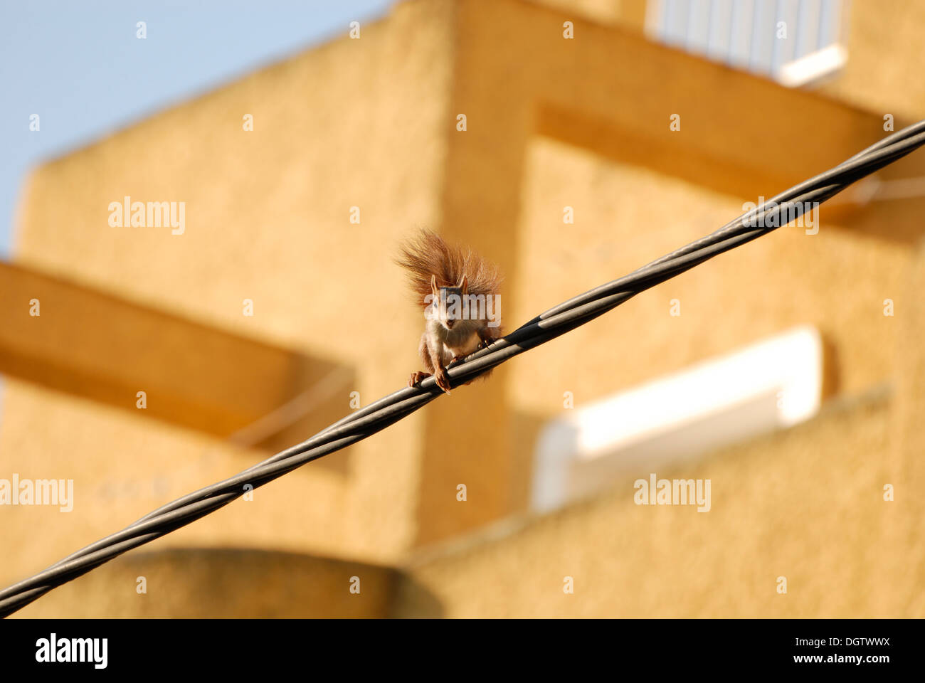 Real squirrel hi-res stock photography and images - Alamy