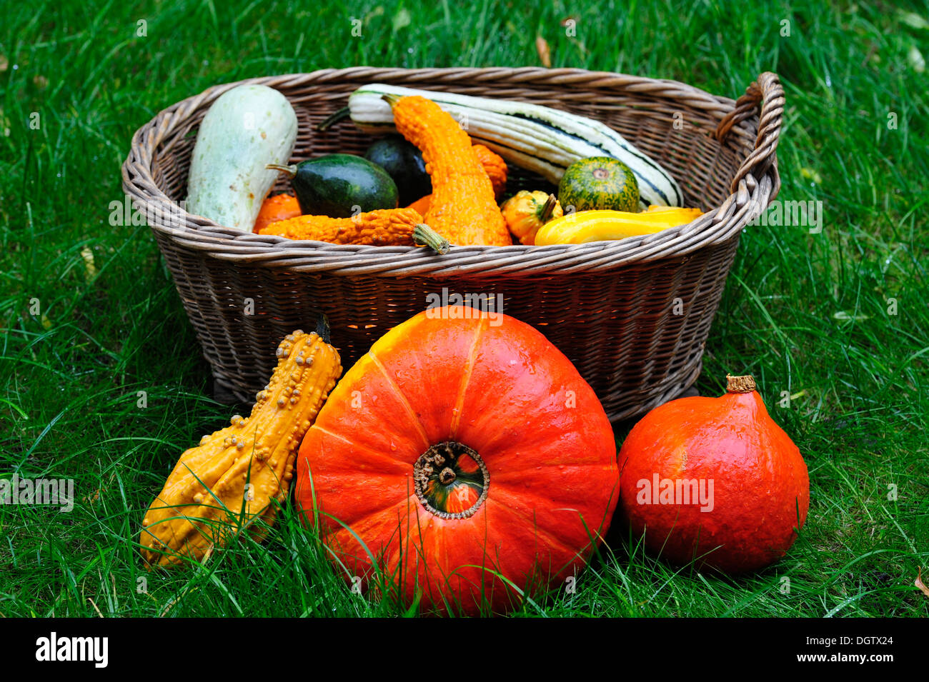 Many colorful pumpkins in Garden Stock Photo - Alamy