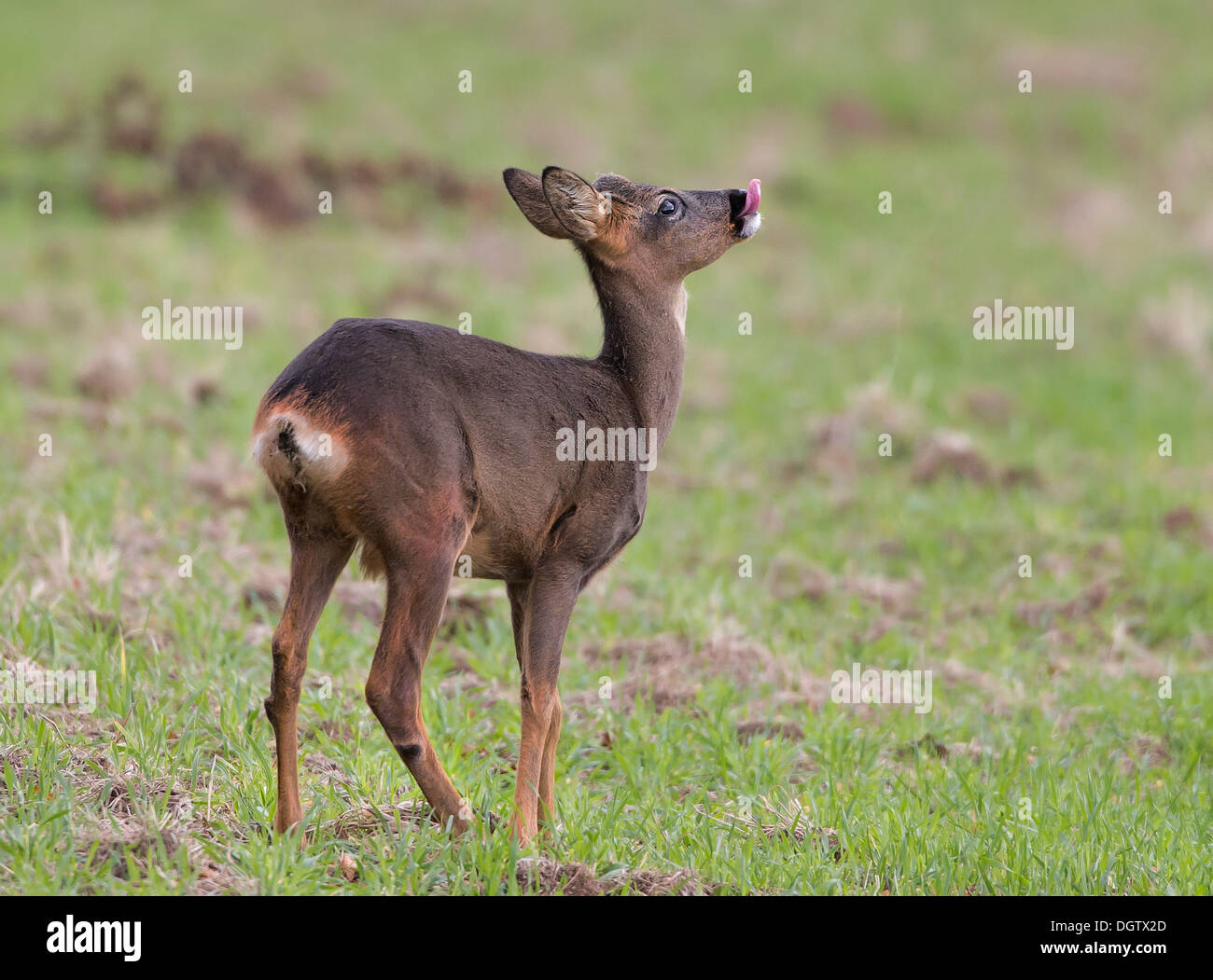 Roe Deer grazing on short crops Stock Photo - Alamy