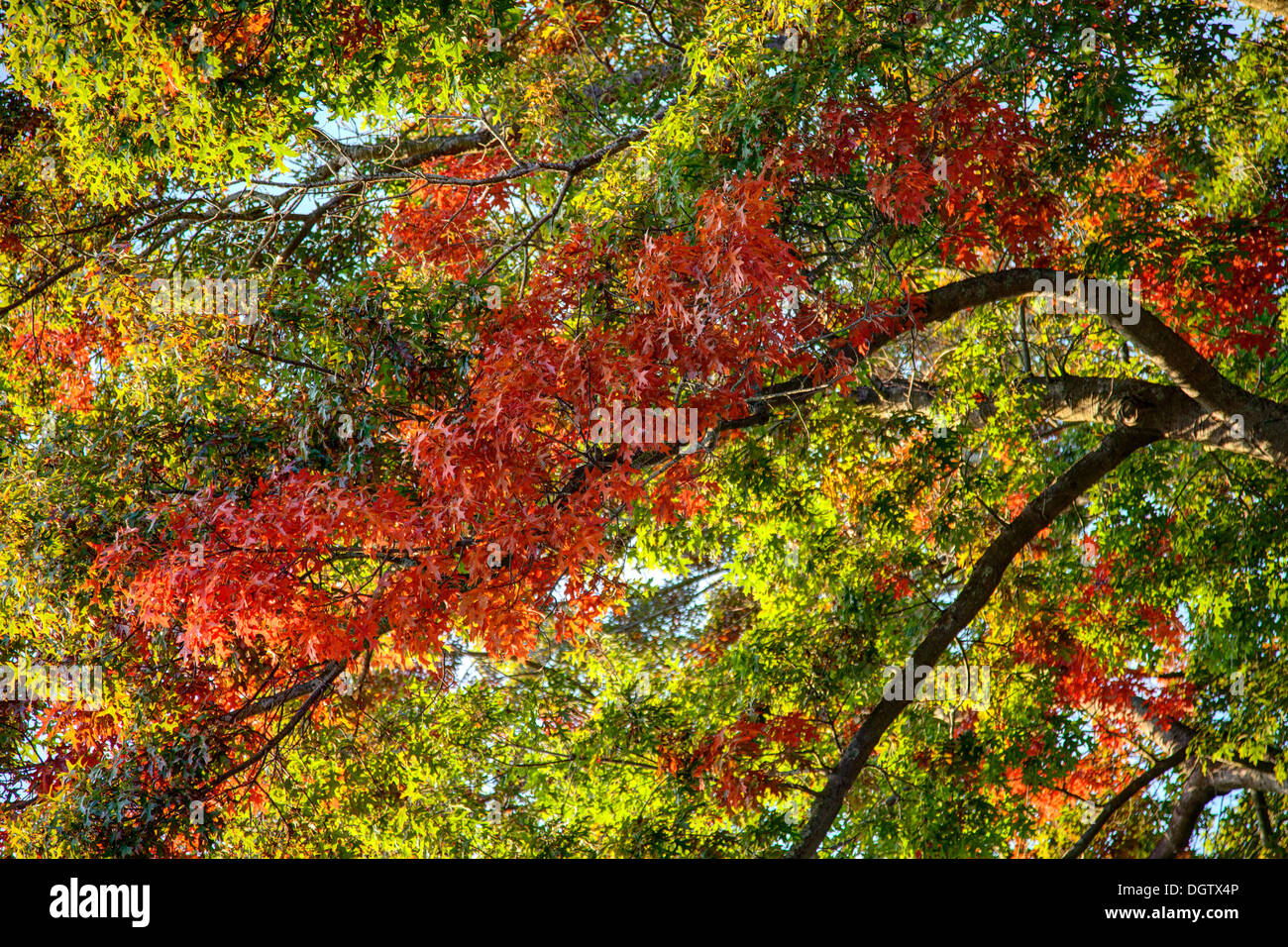 Fall Colors, Autumn Stock Photo - Alamy