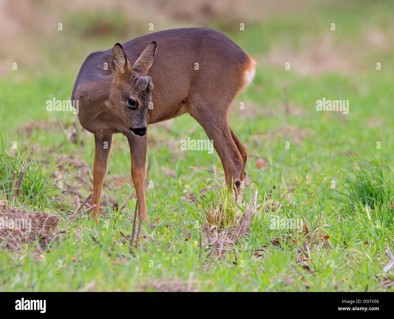 Short crops hi-res stock photography and images - Alamy